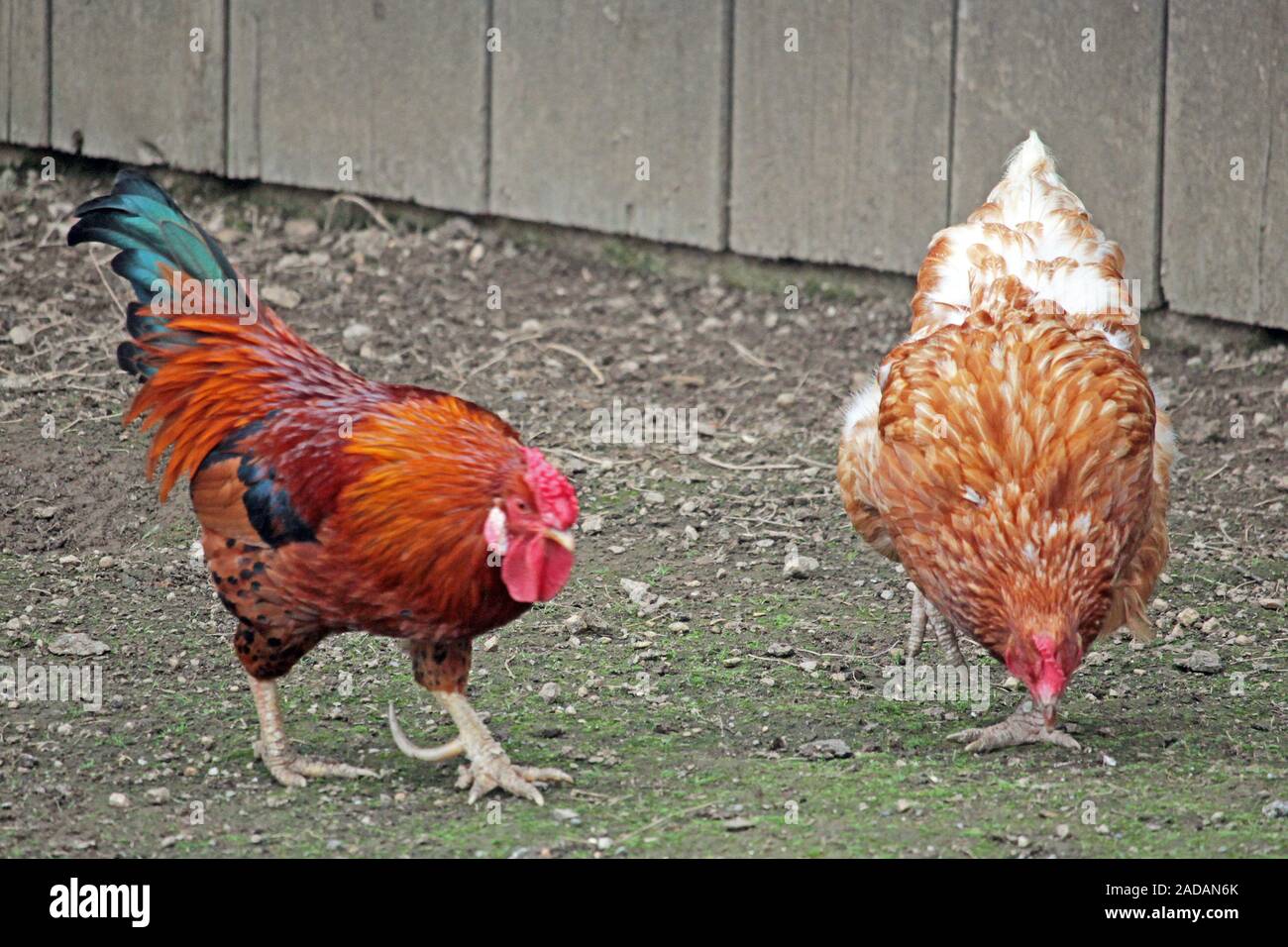 Chicken rooster hi-res stock photography and images - Alamy