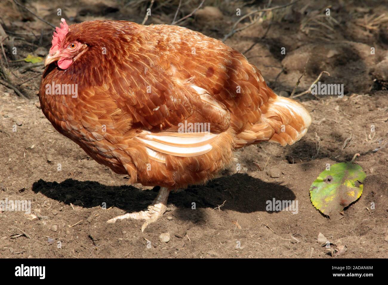 Domestic fowl hi-res stock photography and images - Alamy