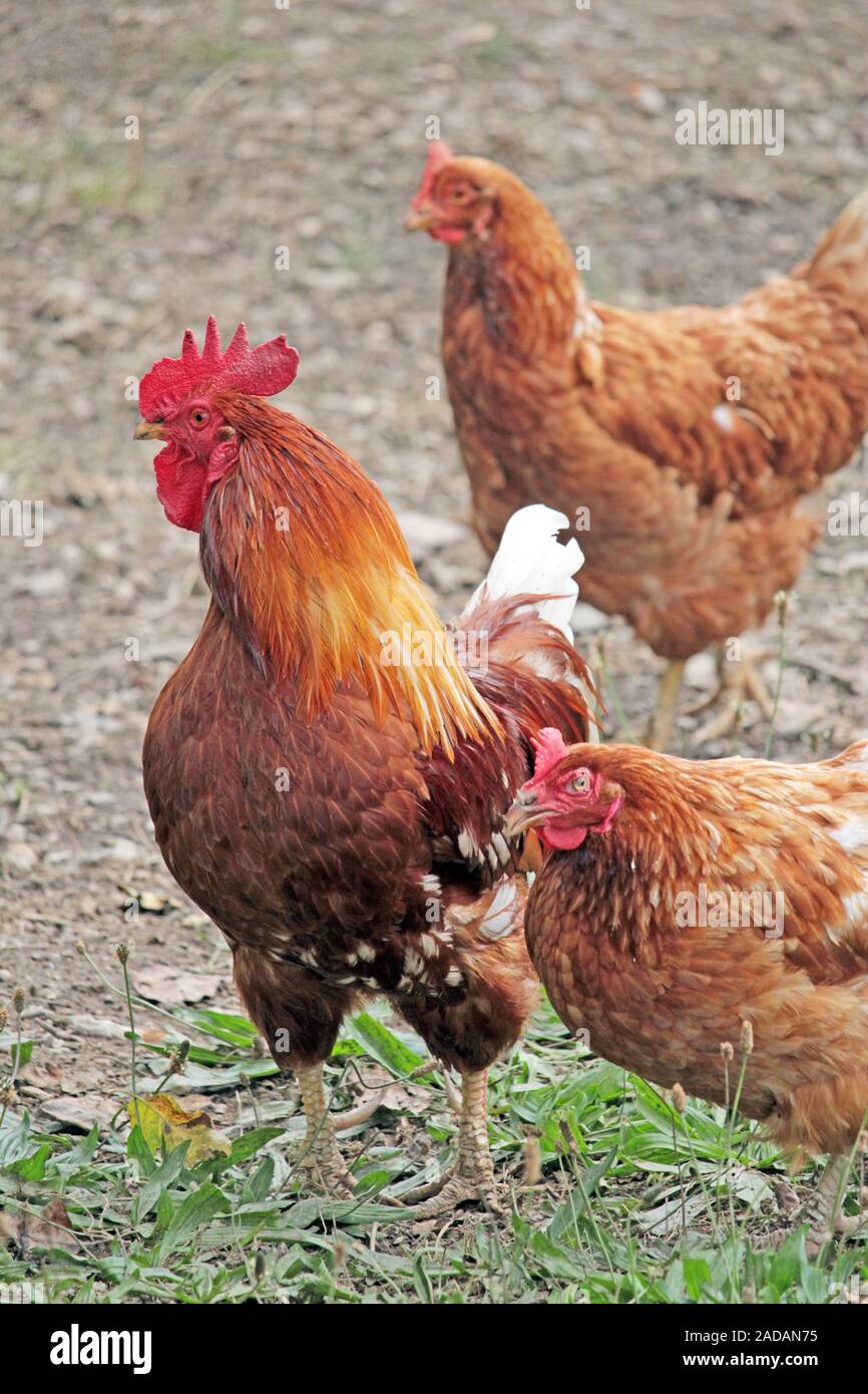 Chicken and rooster Stock Photo - Alamy