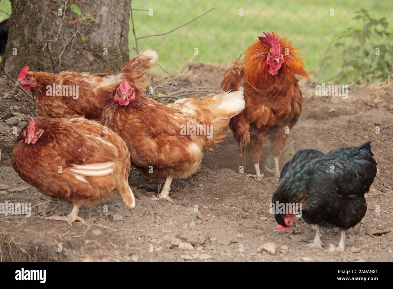 Chicken and rooster Stock Photo - Alamy