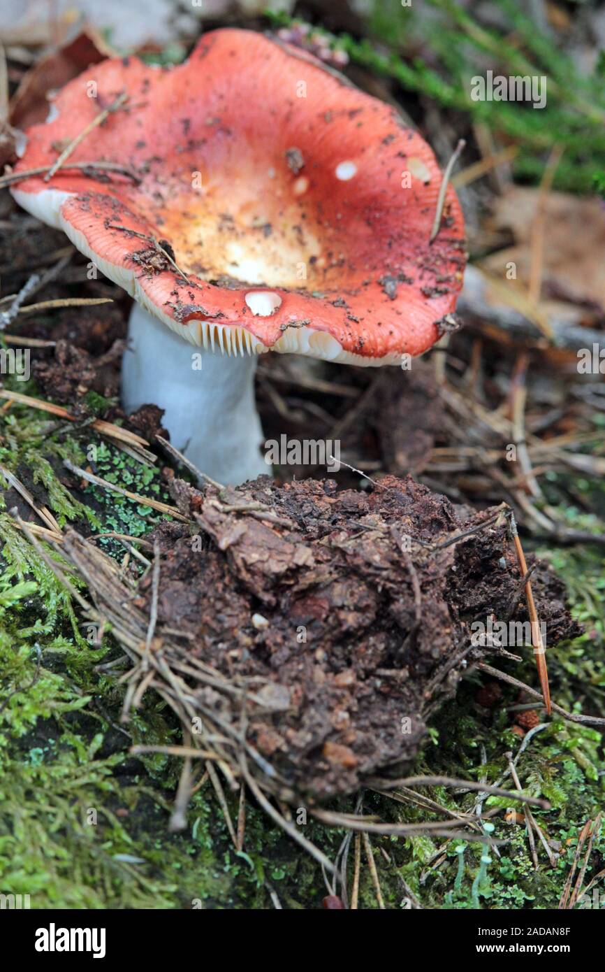 Roasted spit hi-res stock photography and images - Alamy