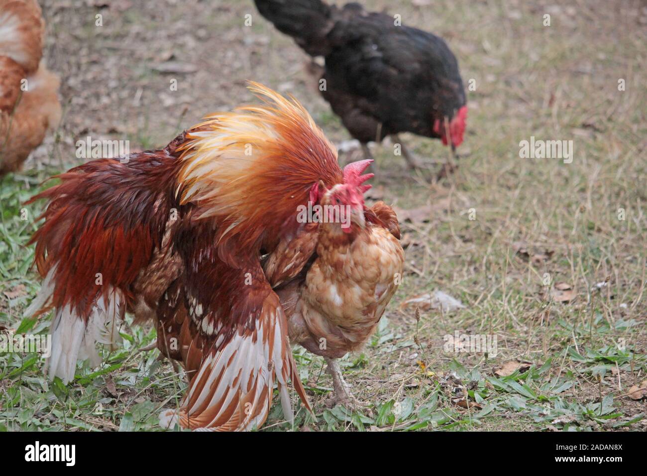 Chicken and rooster Stock Photo - Alamy