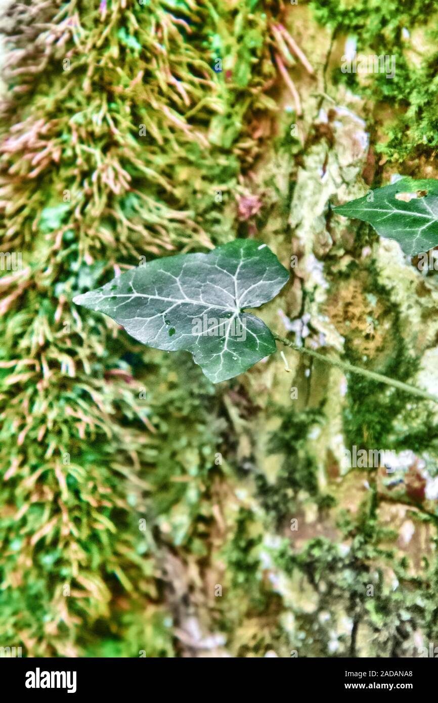 Deciduous forest entwined with ivy Stock Photo - Alamy