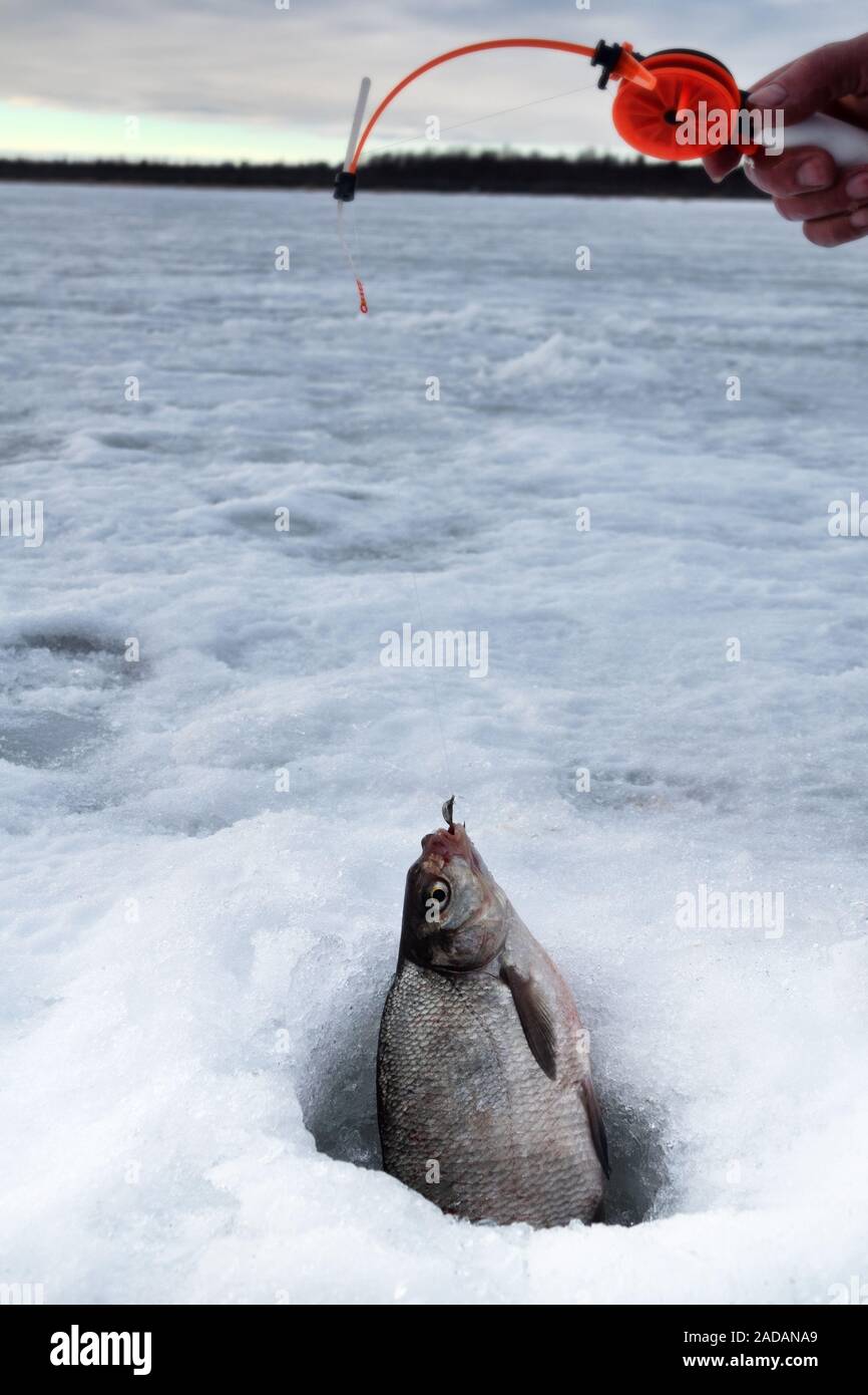 Non Predatory Fish High Resolution Stock Photography and Images - Alamy