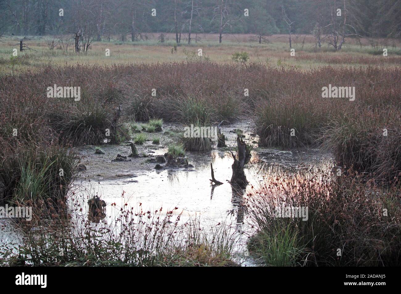 Moorteich hi-res stock photography and images - Alamy