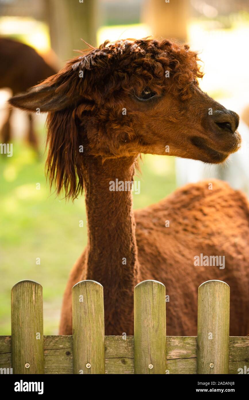 Furry brown lama in zoo Austria Styria Herberstein tourist destination ...