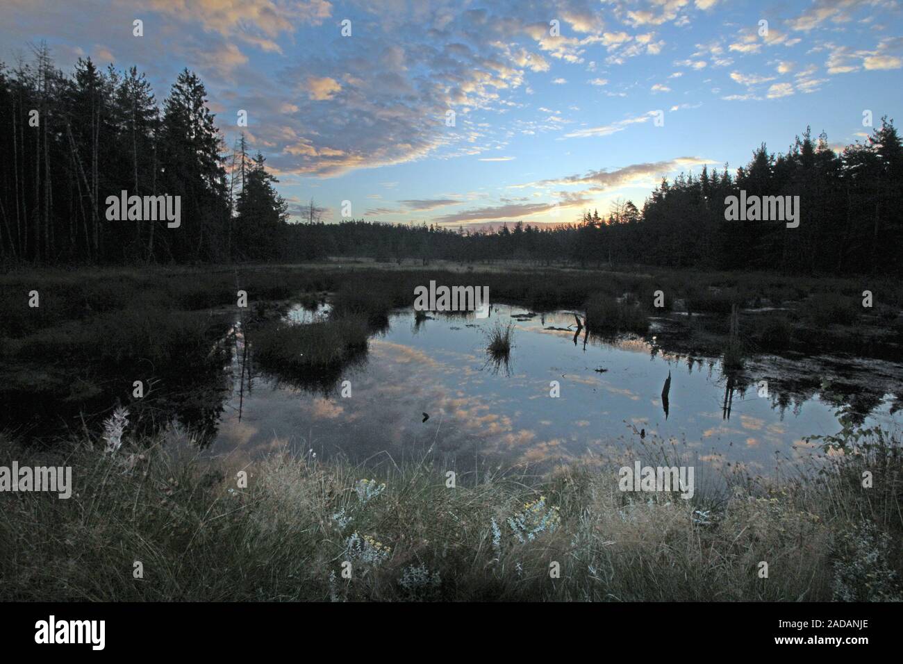Moorteich hi-res stock photography and images - Alamy