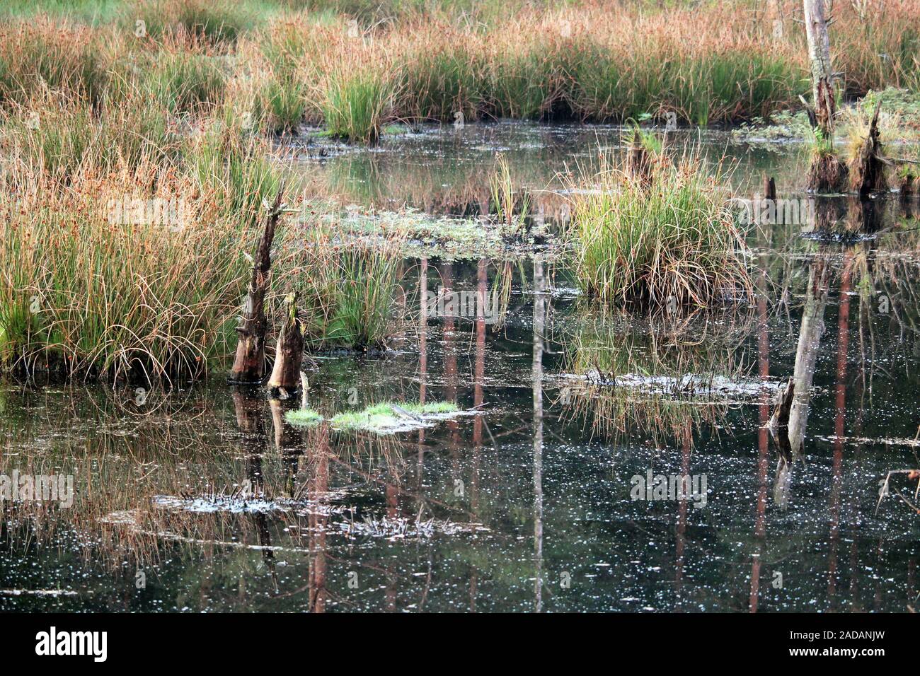 Moorteich hi-res stock photography and images - Alamy