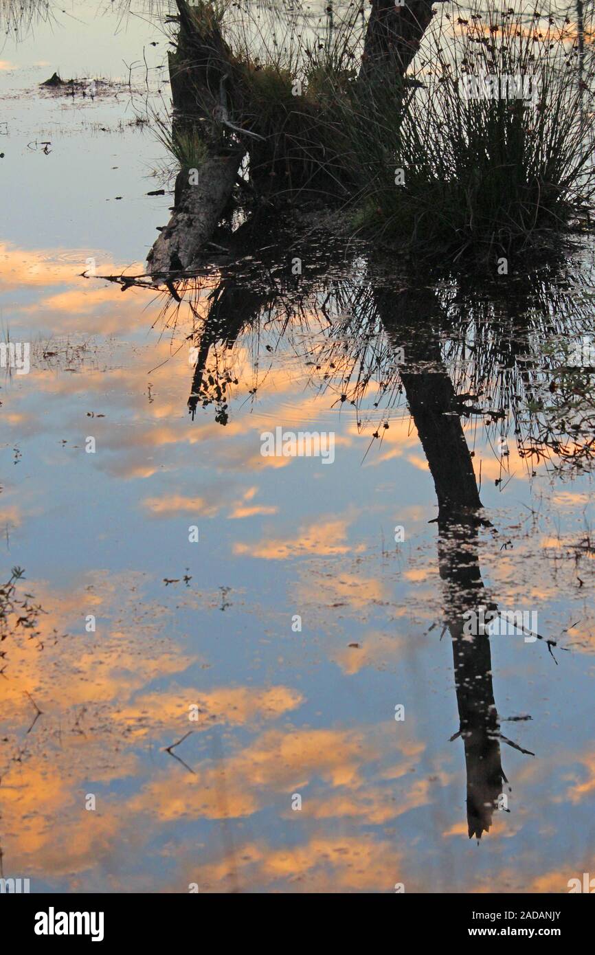 Moorteich hi-res stock photography and images - Alamy