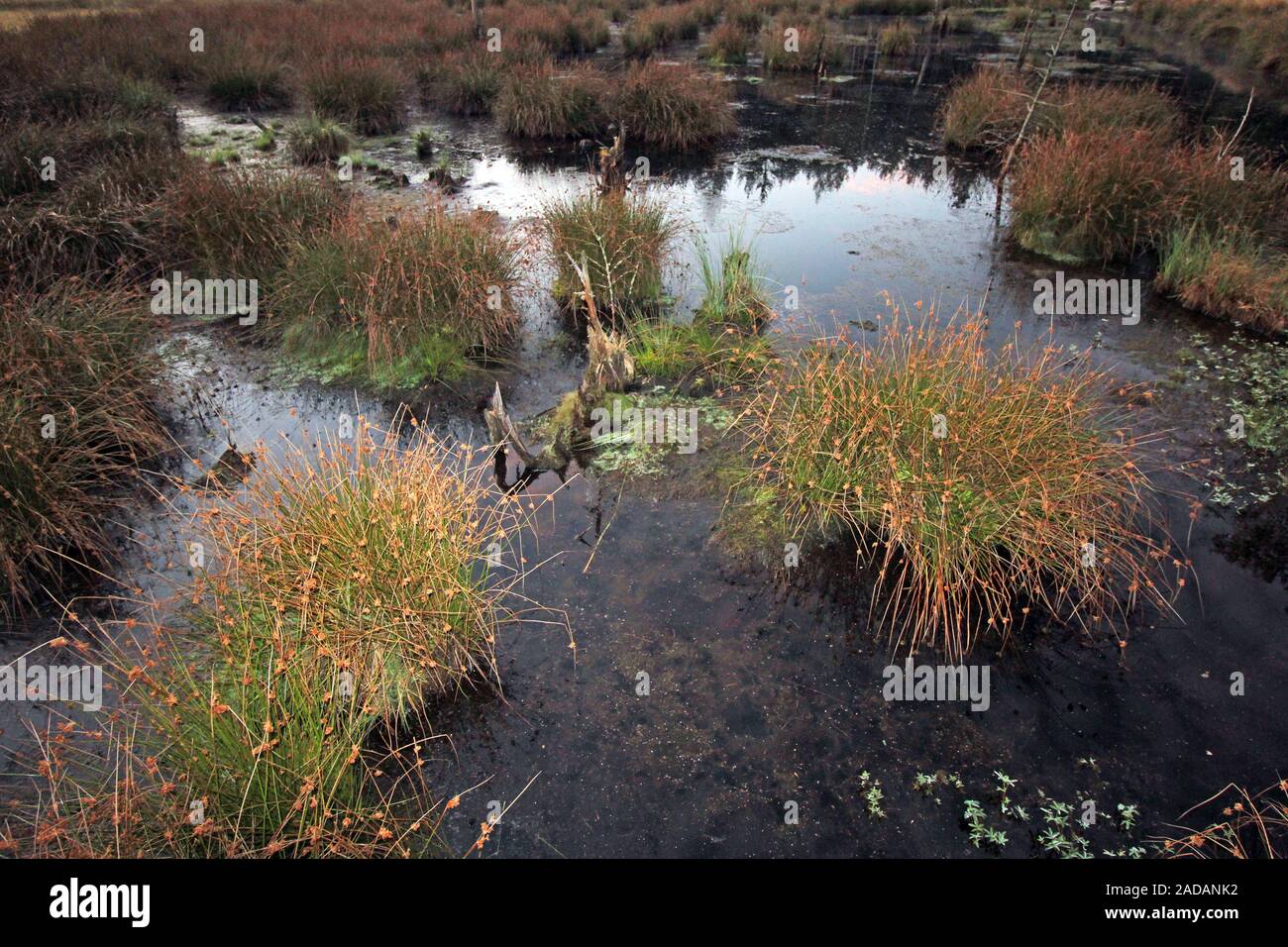 Moorteich hi-res stock photography and images - Alamy