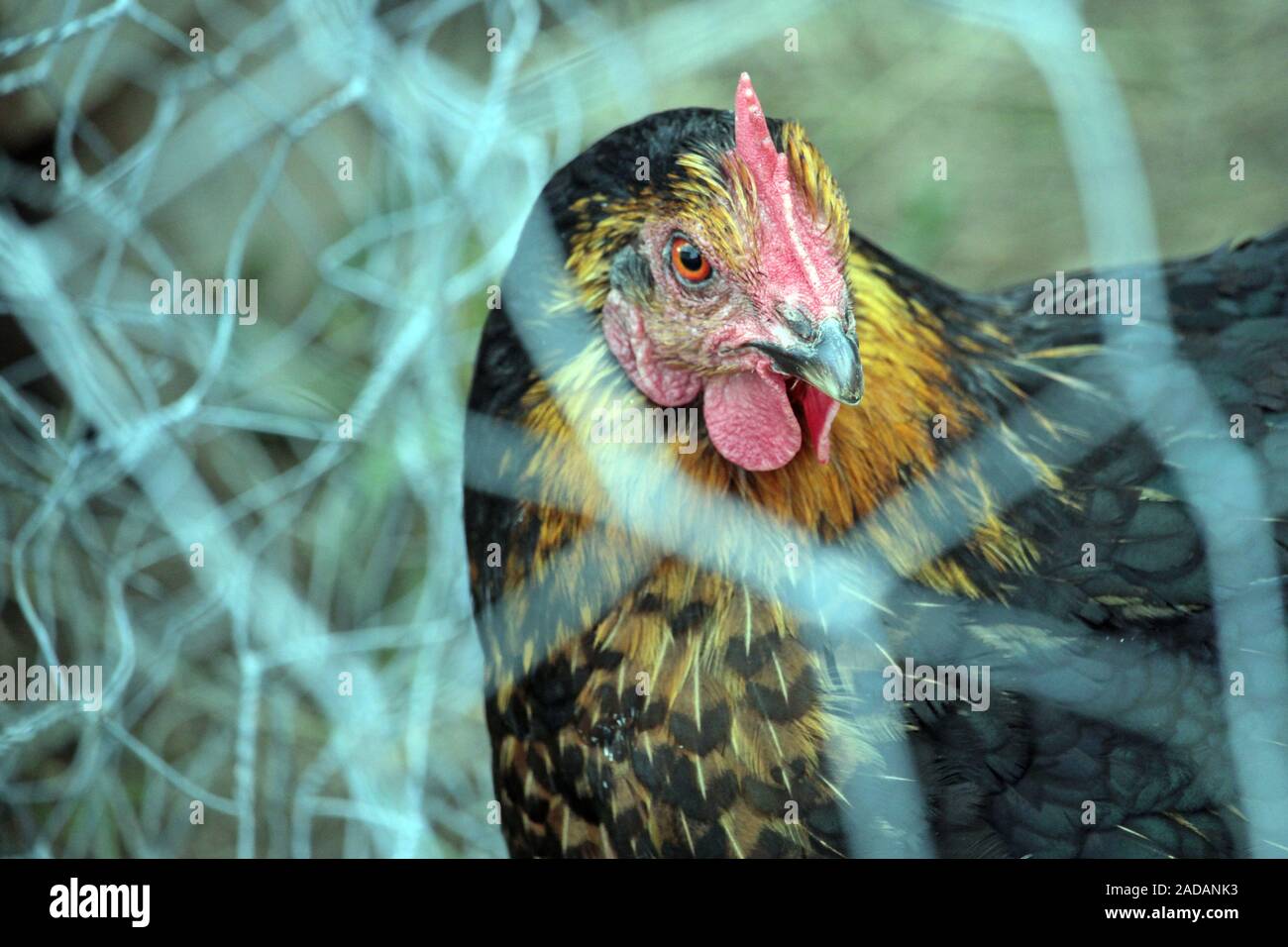 Domestic fowl hi-res stock photography and images - Alamy