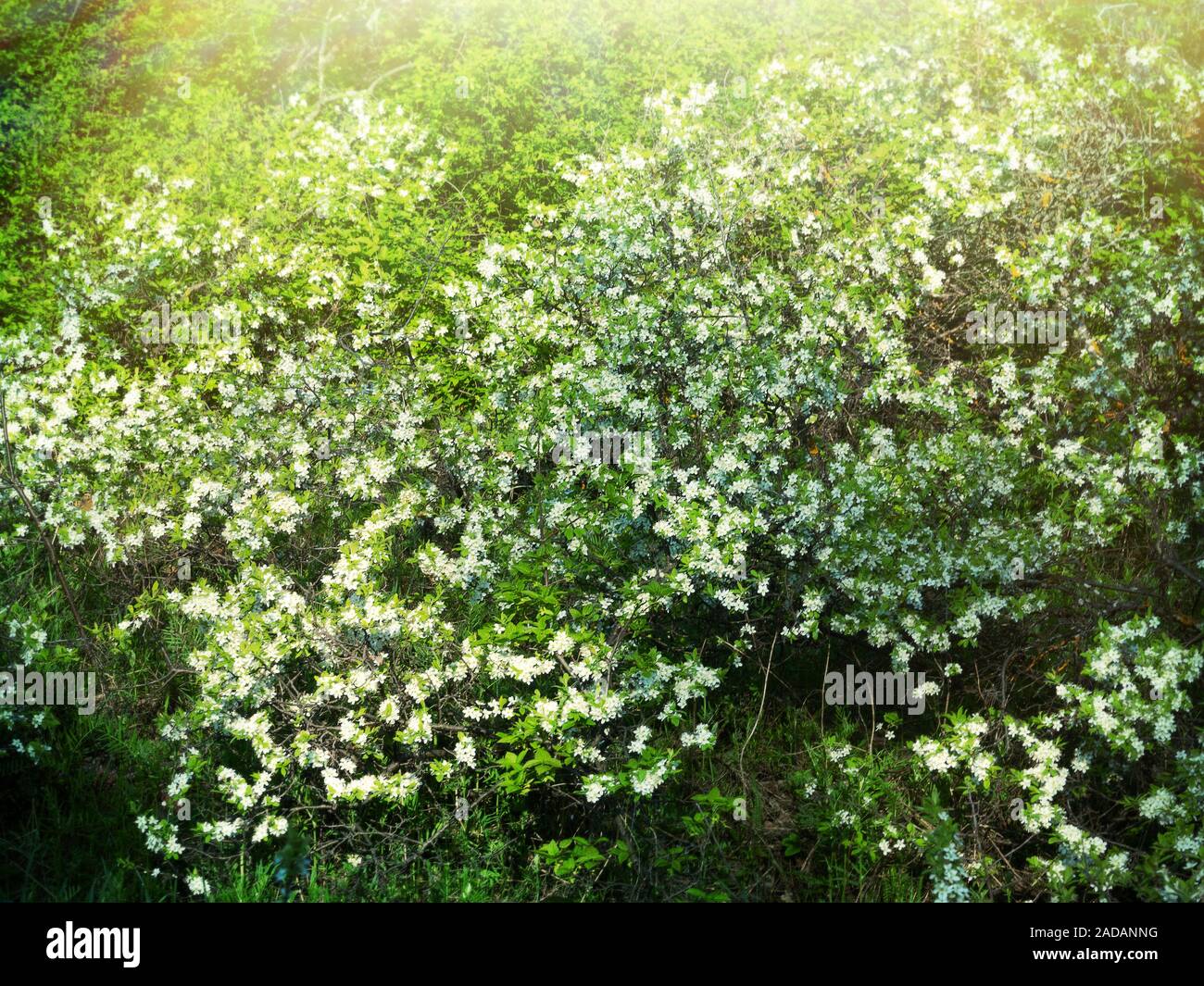 Wild cherry from the forest-steppe Stock Photo - Alamy