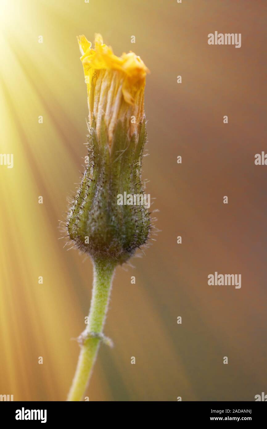 Curled stamens hi-res stock photography and images - Alamy