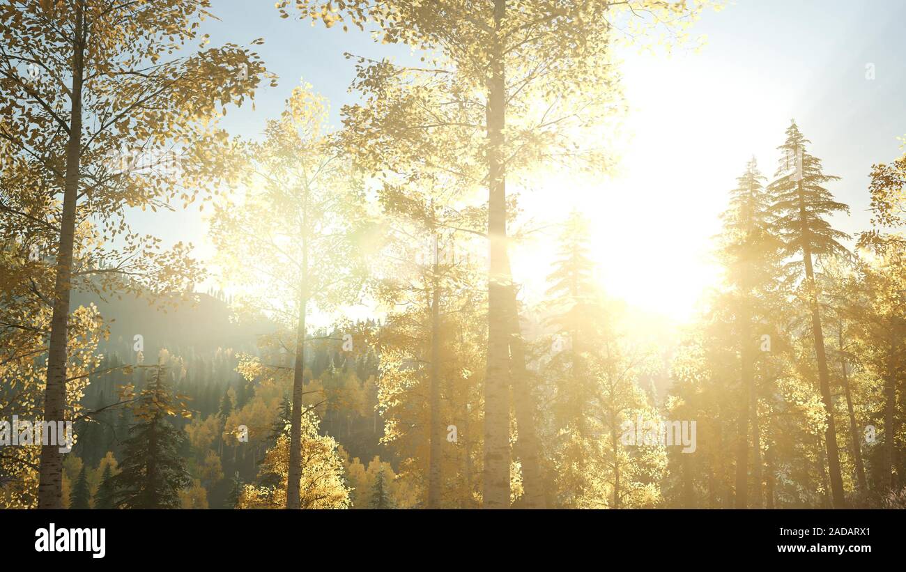 Sun shining through pine trees hi-res stock photography and images - Alamy
