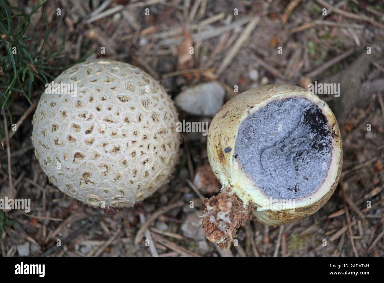 Kartoffelbovist hi-res stock photography and images - Alamy