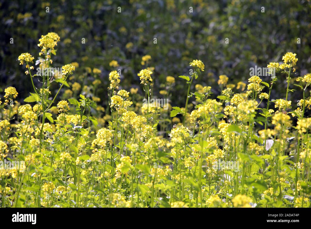 White mustard hi-res stock photography and images - Alamy