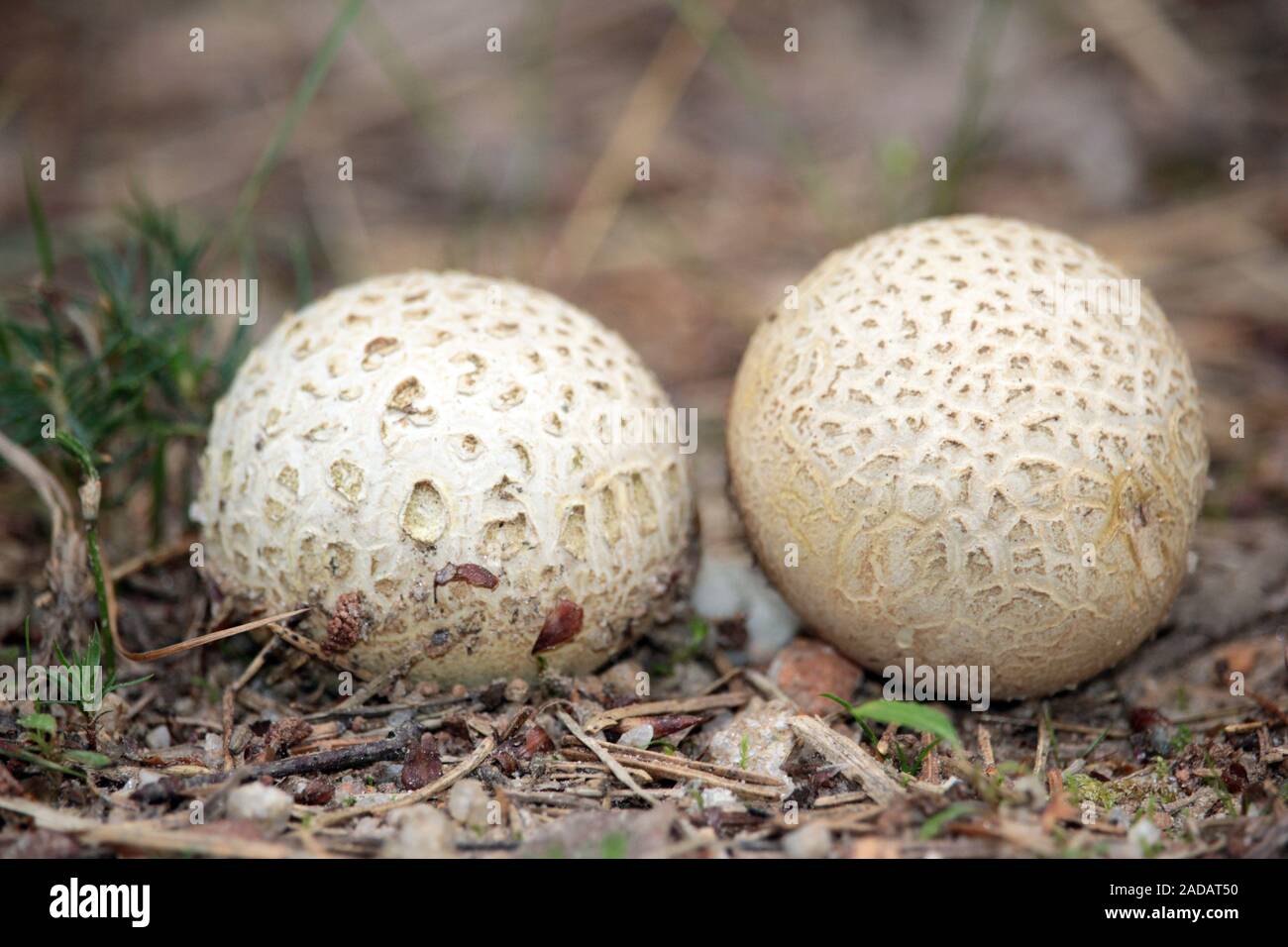 Kartoffelbovist hi-res stock photography and images - Alamy