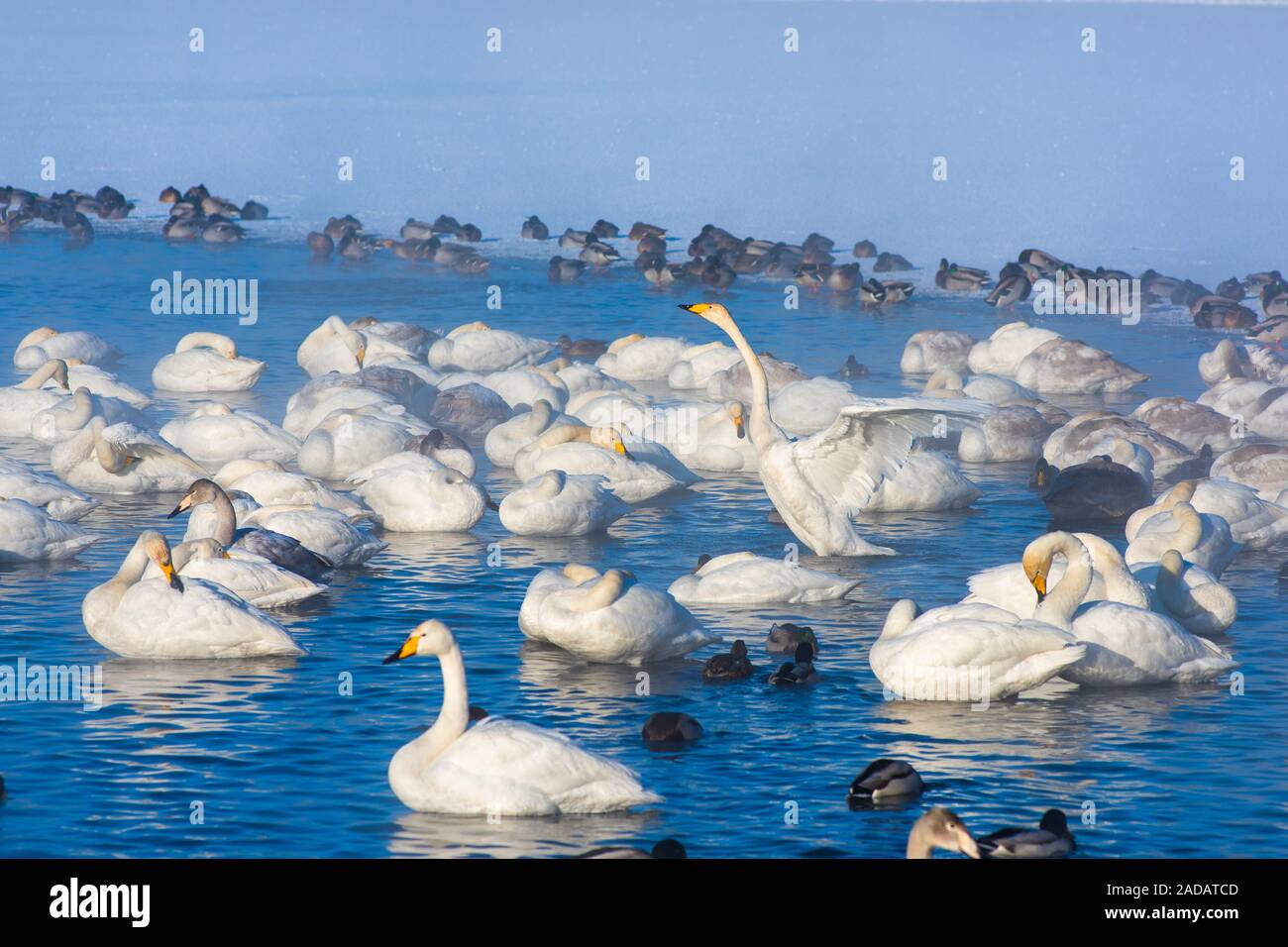 Beau goose hi-res stock photography and images - Alamy