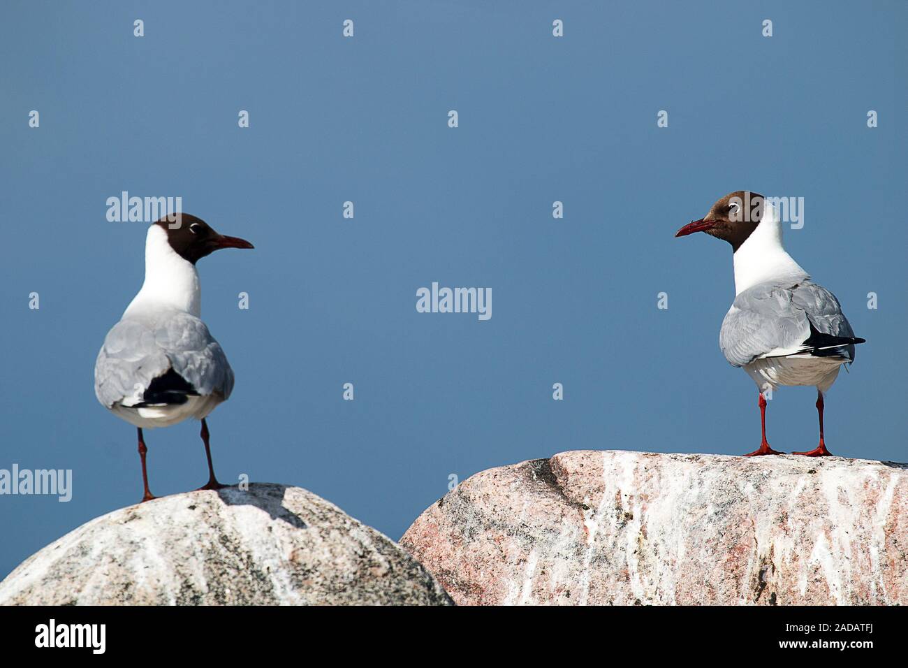 Two different gulls hi-res stock photography and images - Alamy