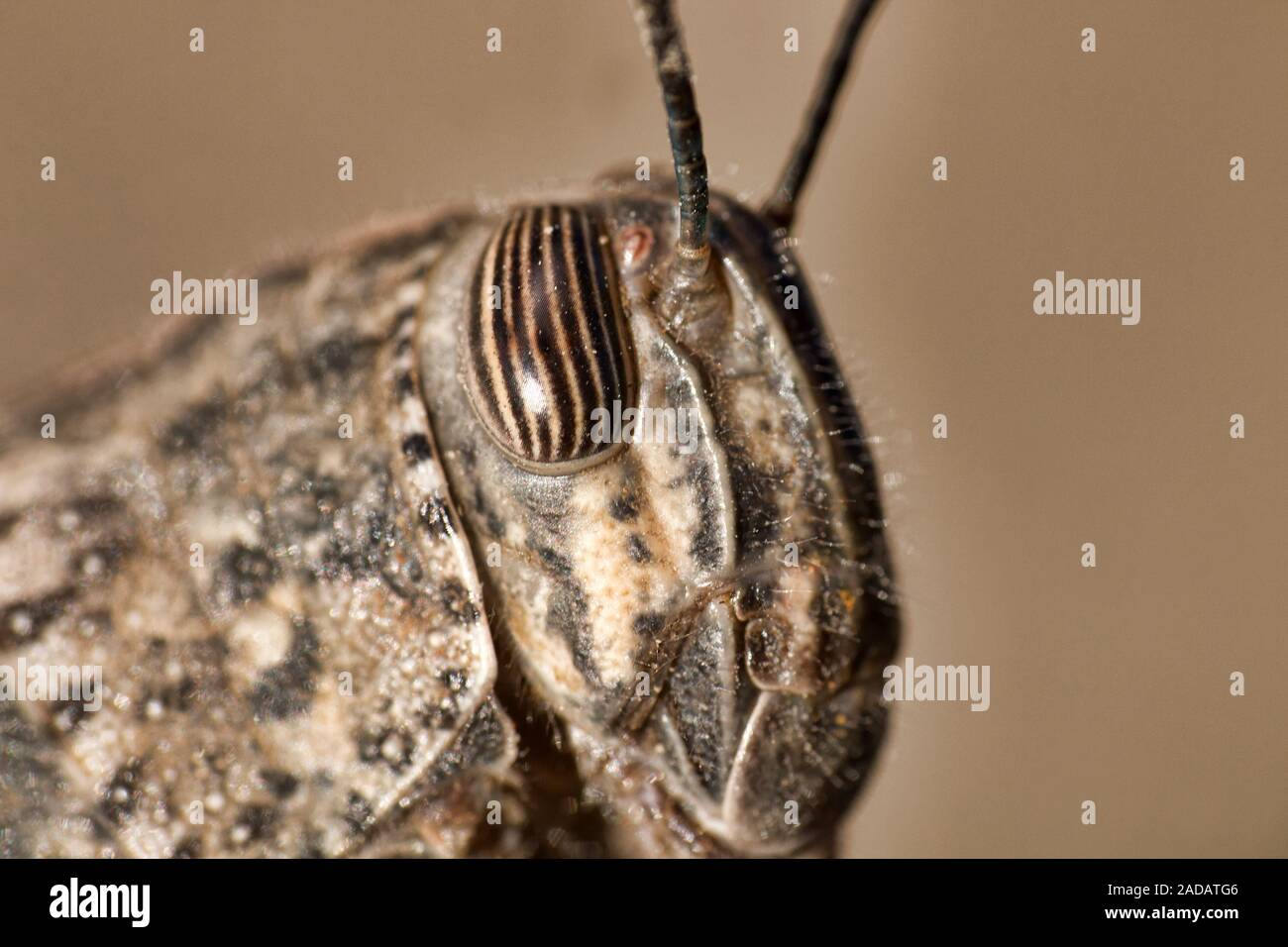 Macro front of grasshopper head Stock Photo - Alamy