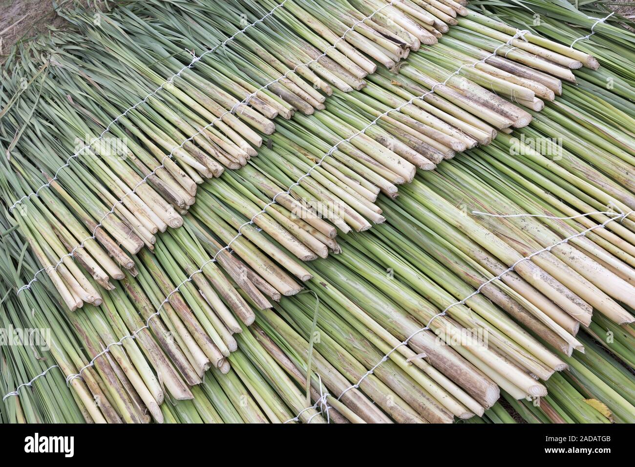 Reed Cut High Resolution Stock Photography and Images - Alamy