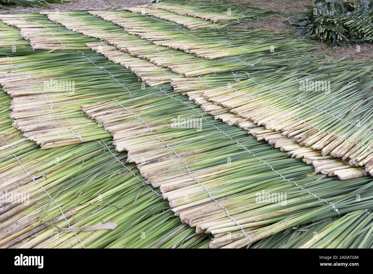 Freshly harvested reed (reed) laid out for drying Stock Photo - Alamy