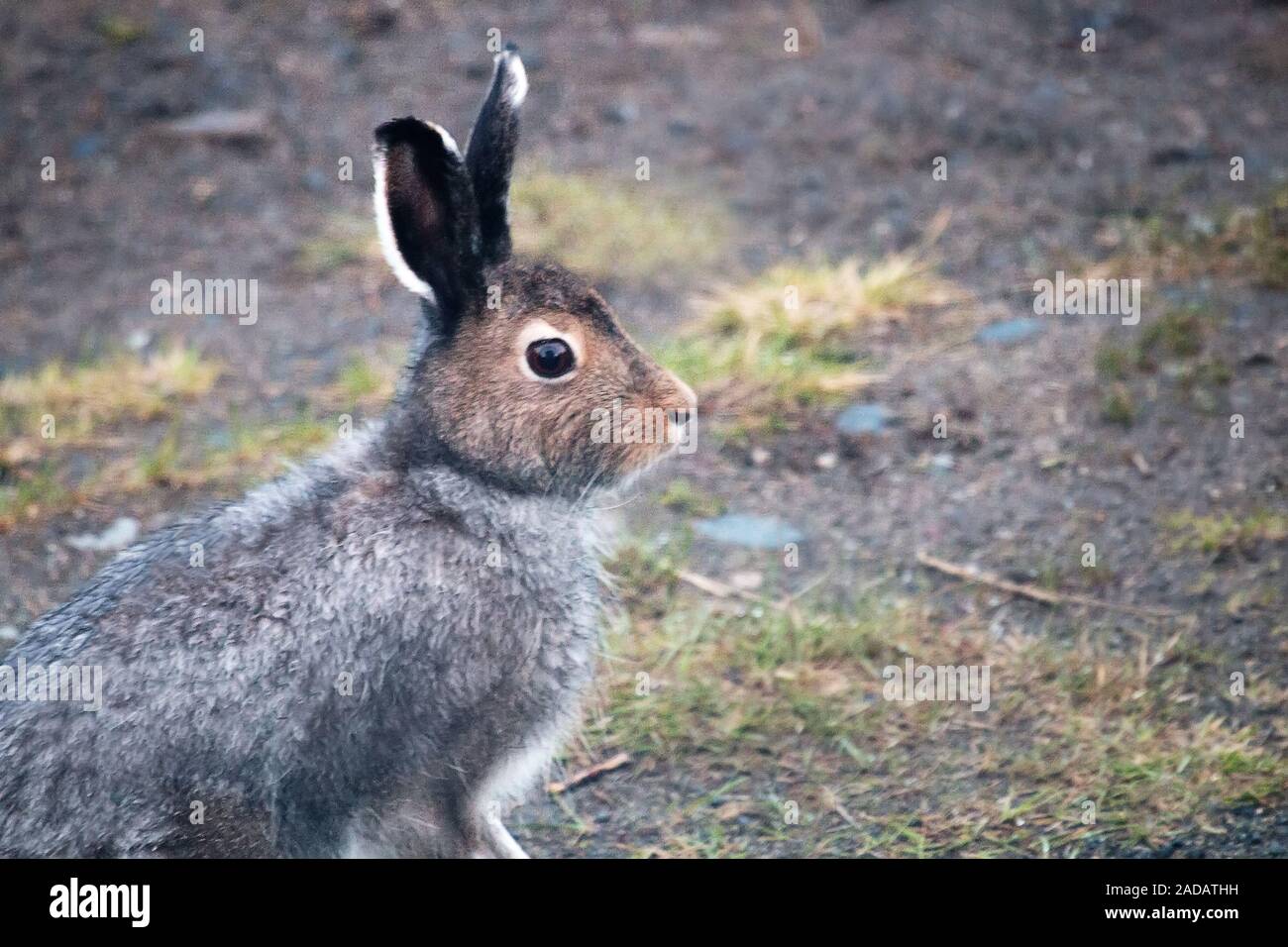 Bawtie hi-res stock photography and images - Alamy