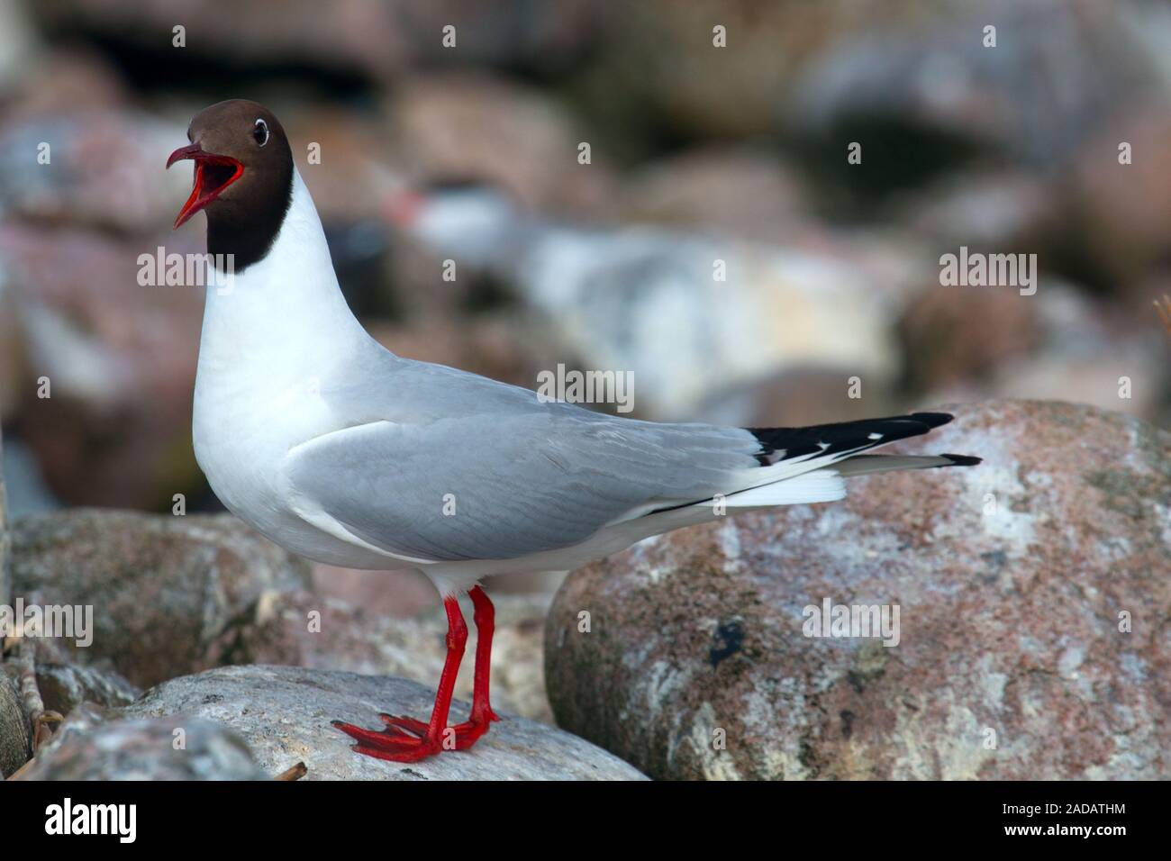 Screaming seagulls hi-res stock photography and images - Alamy