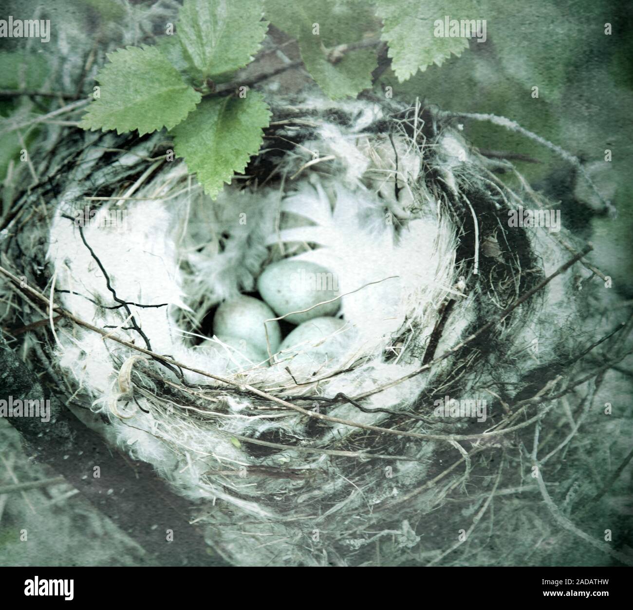 Cozy Arctic redpoll (Acanthis hornemanni) nest Stock Photo - Alamy