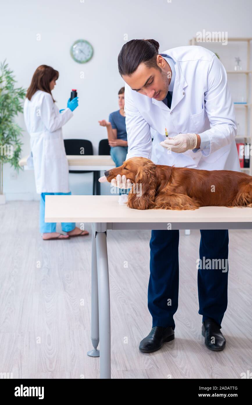 Vet doctor examining golden retriever dog in clinic Stock Photo - Alamy