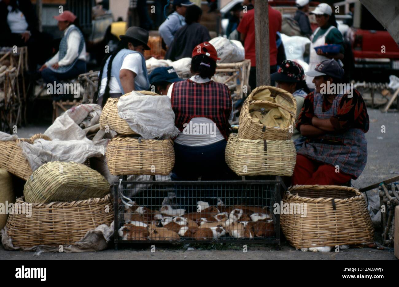 Indigenous, ethnic Quichua (Quechua) women selling guinea pigs (to eat ...