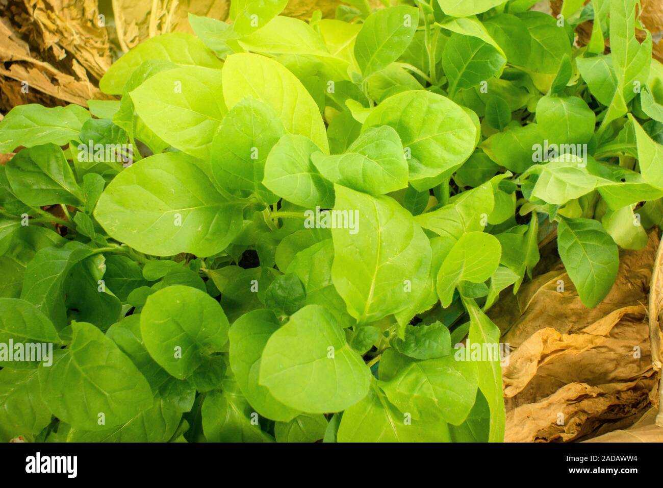 Green tobacco leaf on dry smoking tobacco background, close up Stock ...