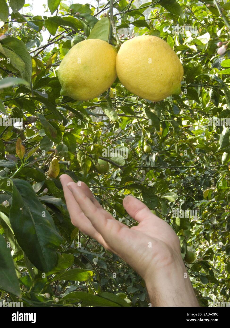 Lemons on plantation Stock Photo - Alamy