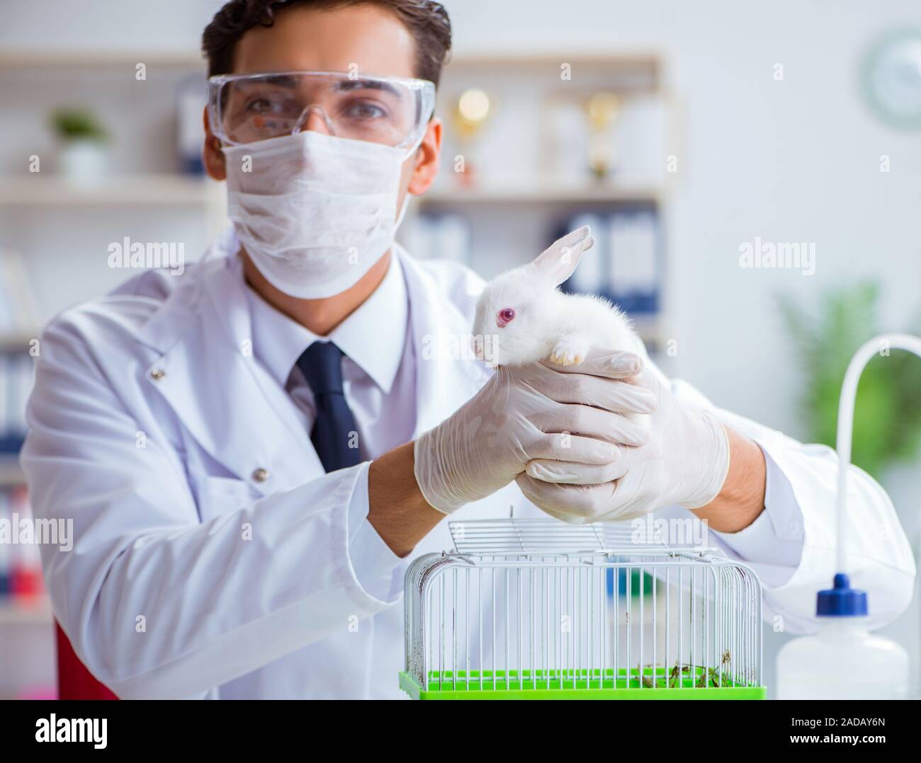 Vet doctor examining rabbit in pet hospital Stock Photo - Alamy