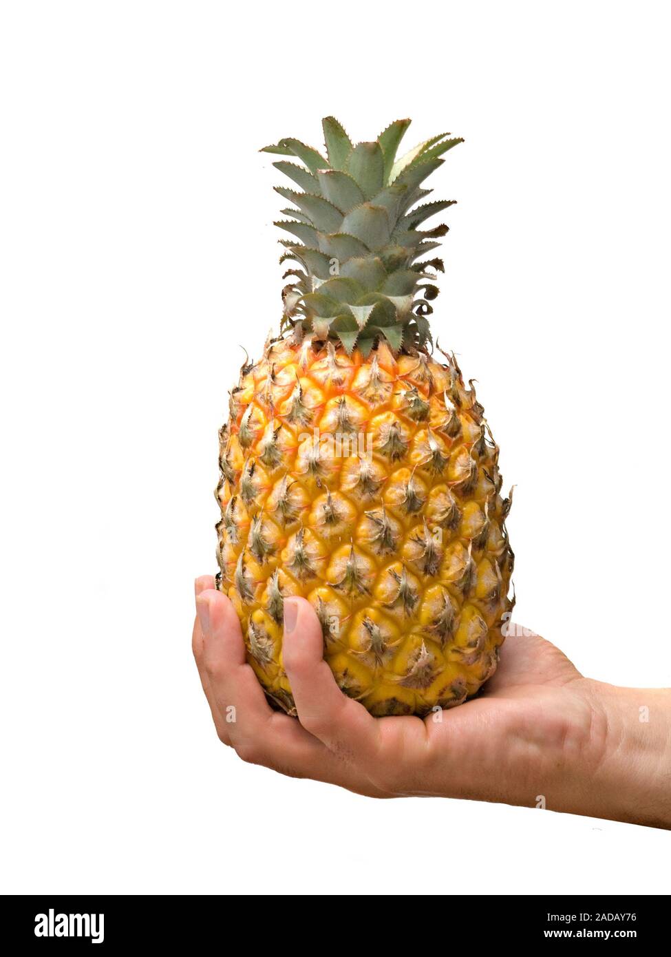Presenting ripe pineapple Stock Photo - Alamy