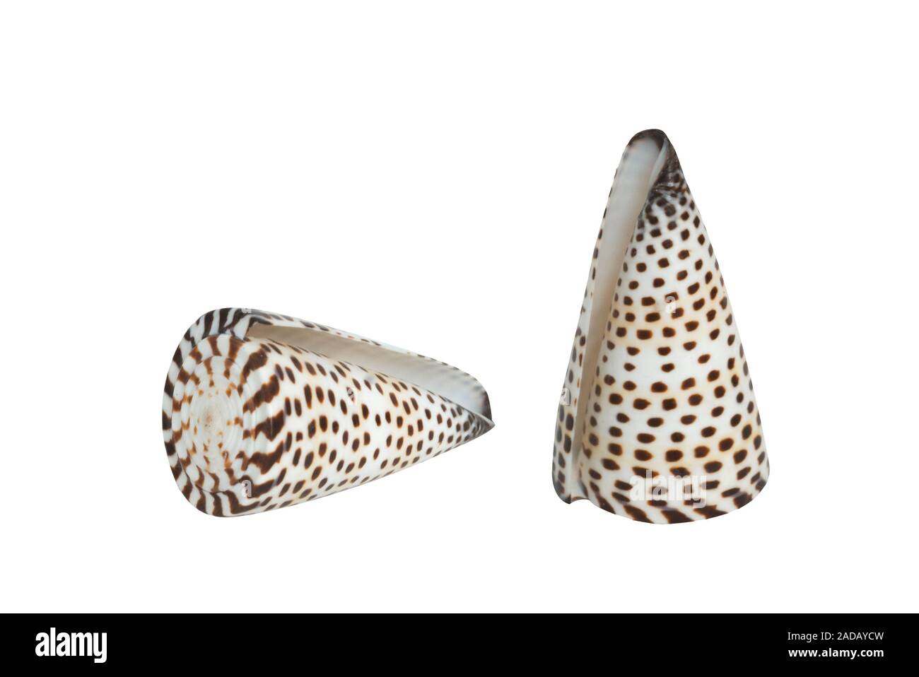Closeup of cone seashell Stock Photo - Alamy