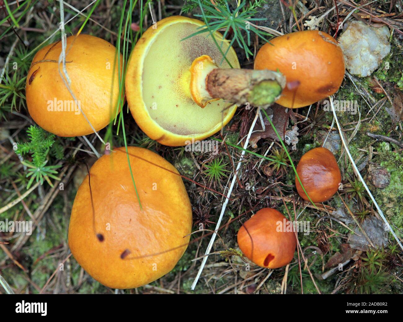 Suillus flavus hi-res stock photography and images - Alamy