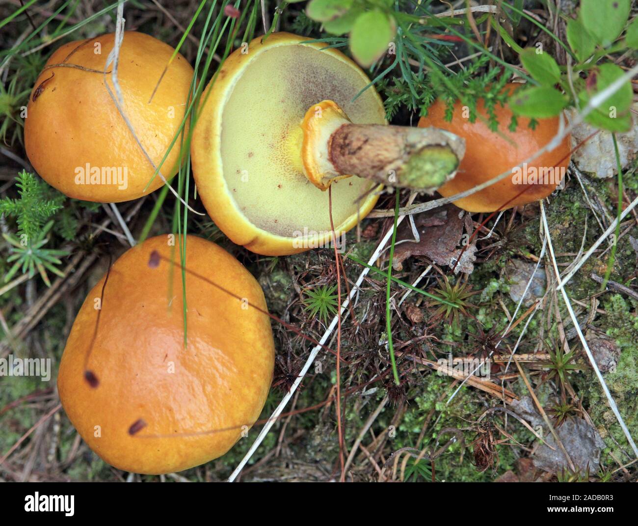 Inell hi-res stock photography and images - Alamy