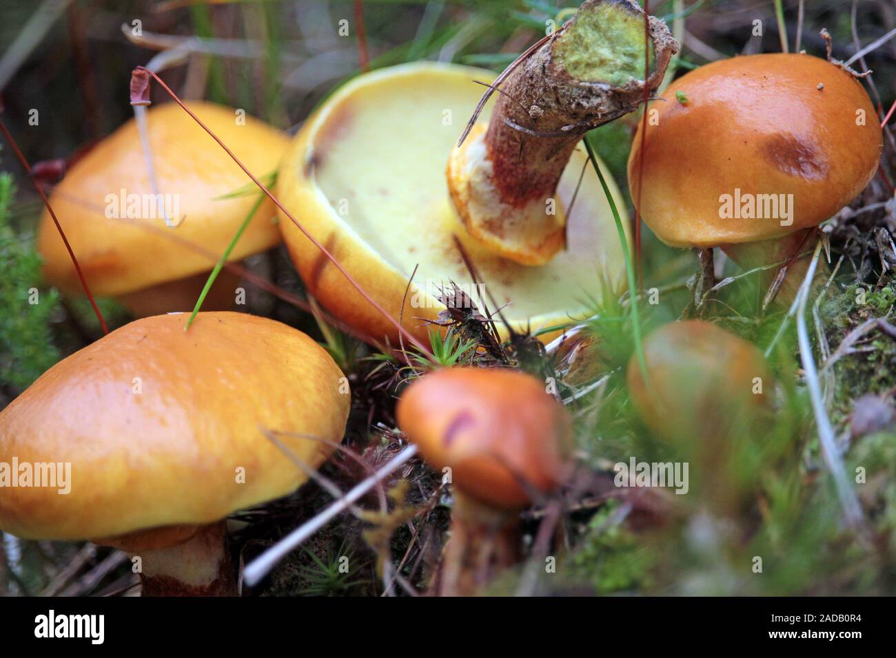 Inell hi-res stock photography and images - Alamy