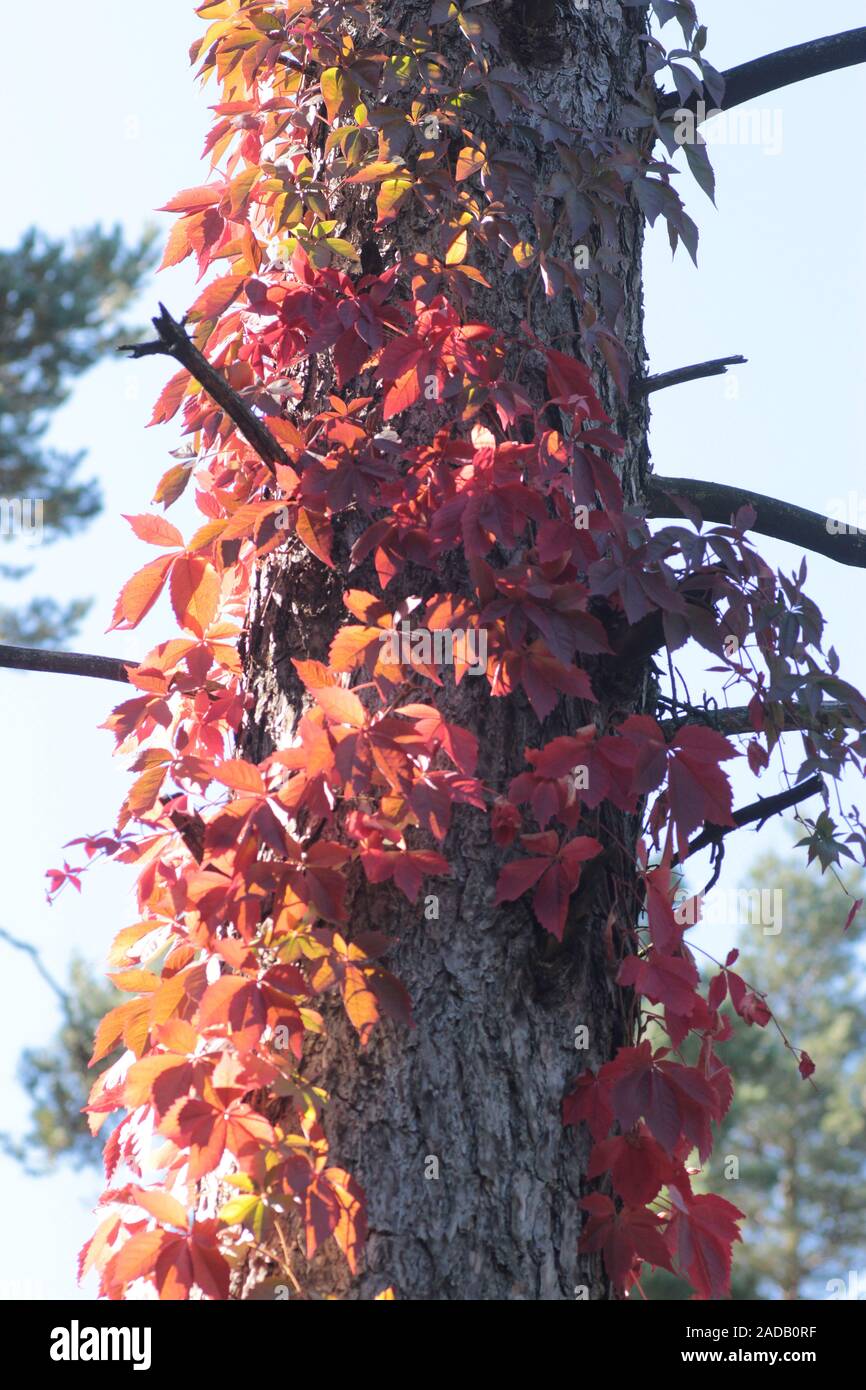 Climbing plant on pine trunk Stock Photo - Alamy