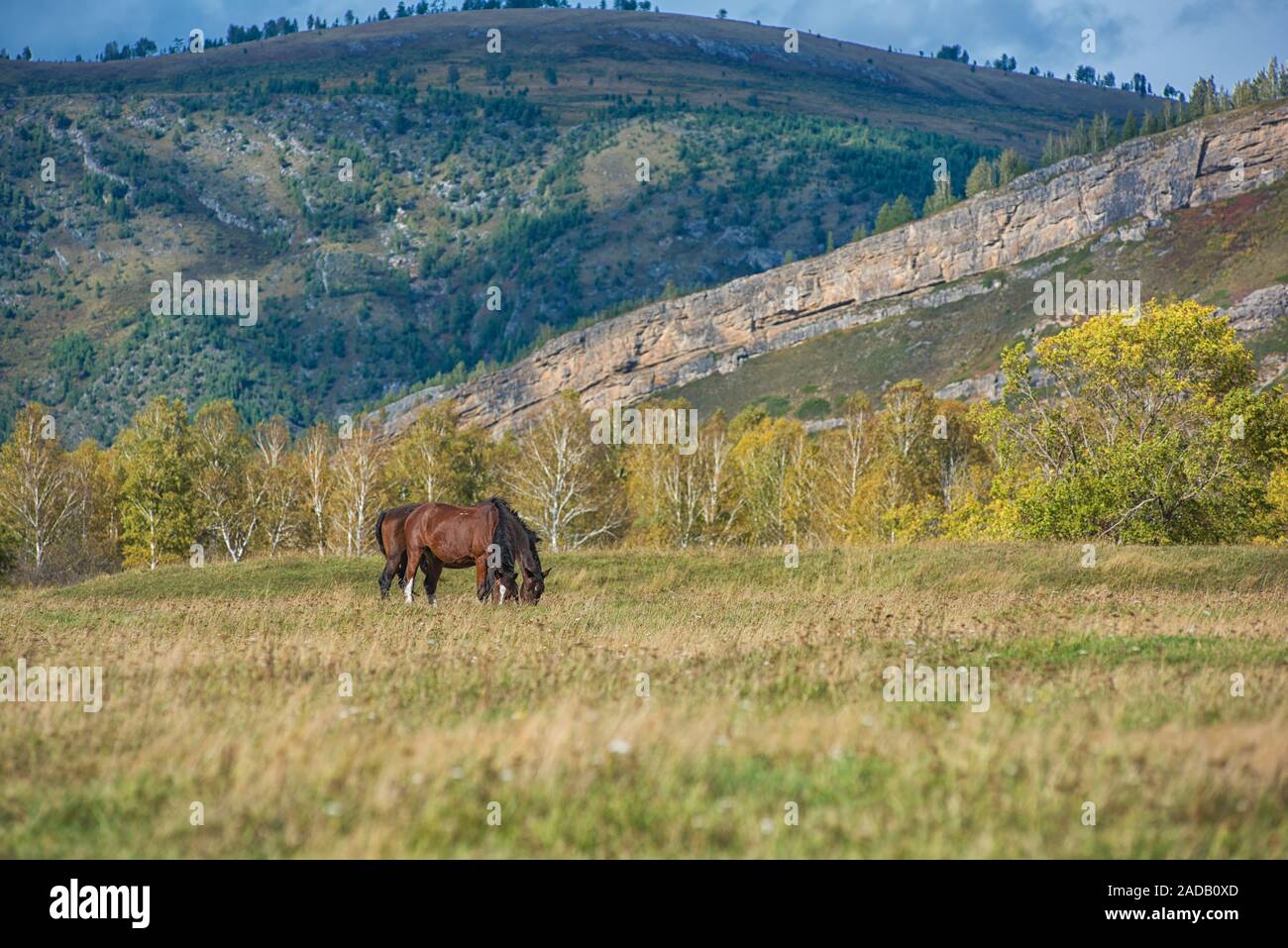 Wild horses in Altai mountain Stock Photo - Alamy
