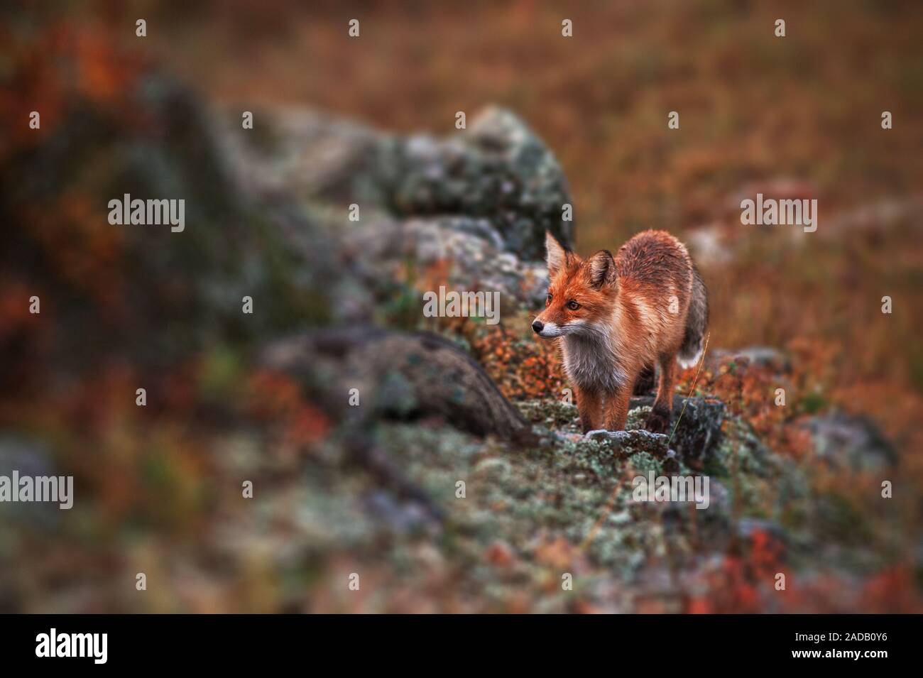 Curious red fox in its natural habitat Stock Photo - Alamy