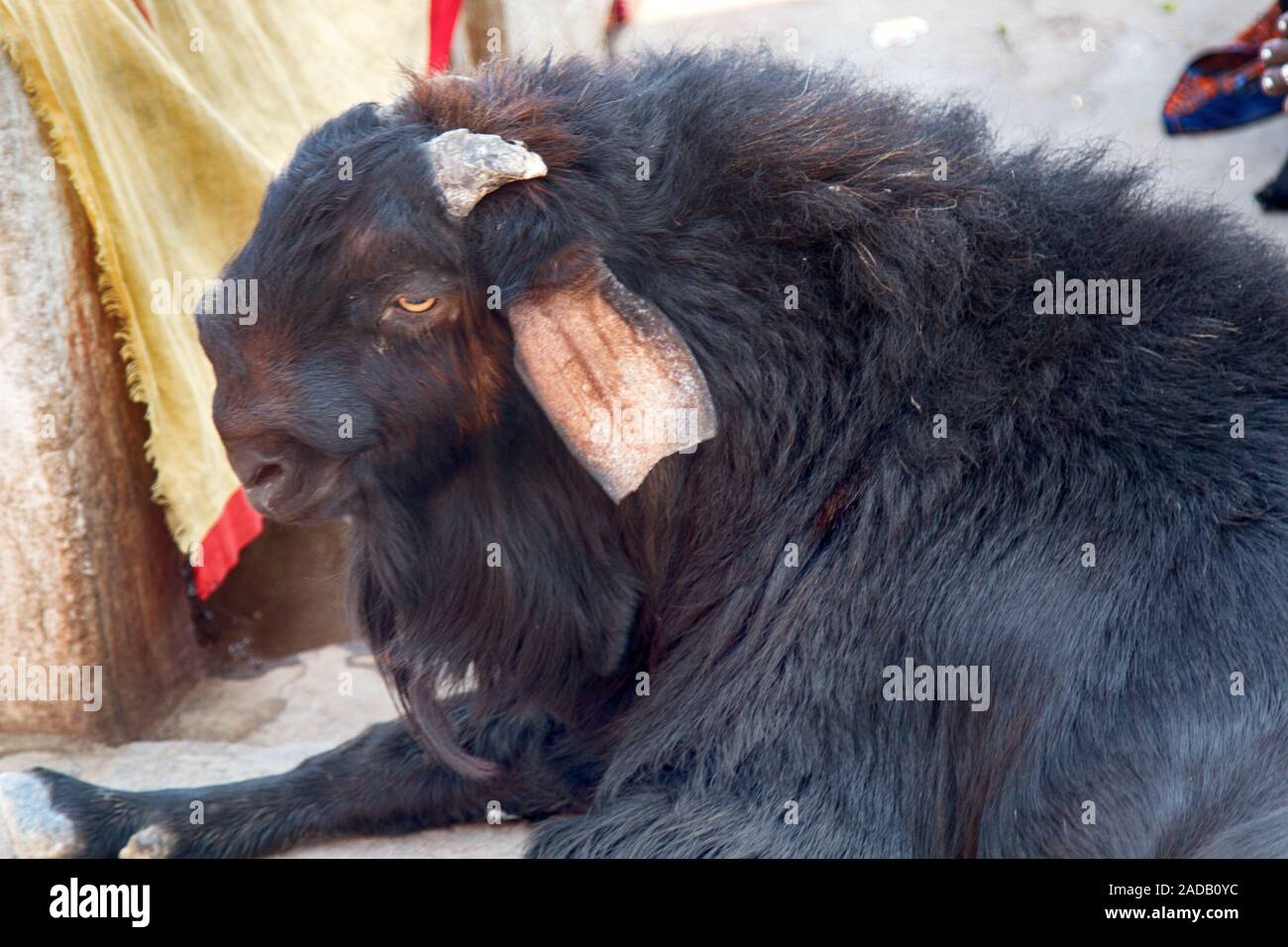 Indian primate hi-res stock photography and images - Alamy