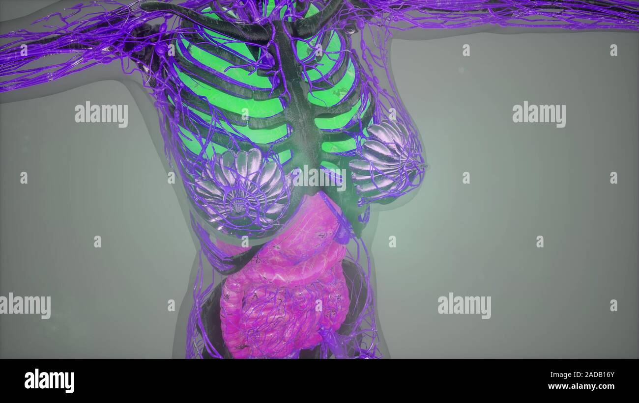 model showing anatomy of human body illustration Stock Photo - Alamy