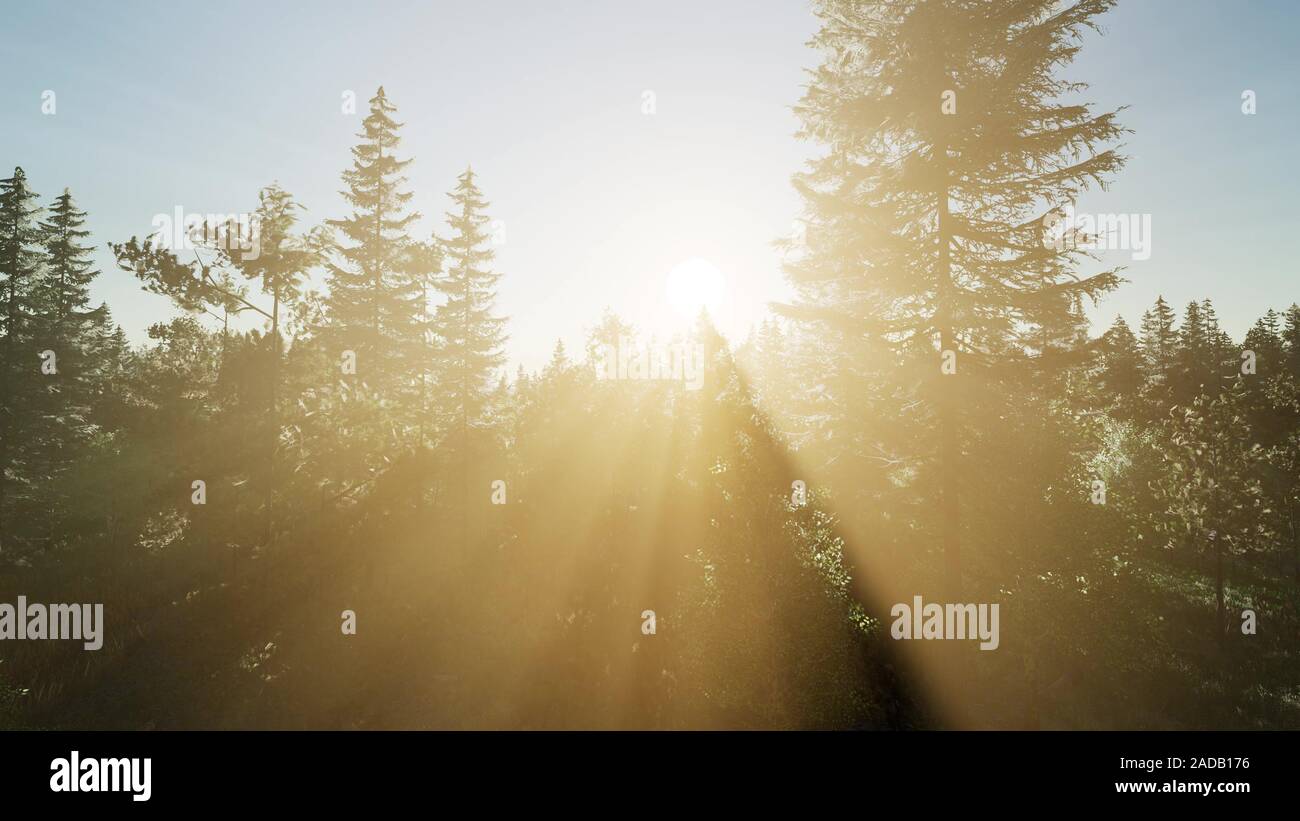 Healthy Green Trees in a Forest Stock Photo - Alamy