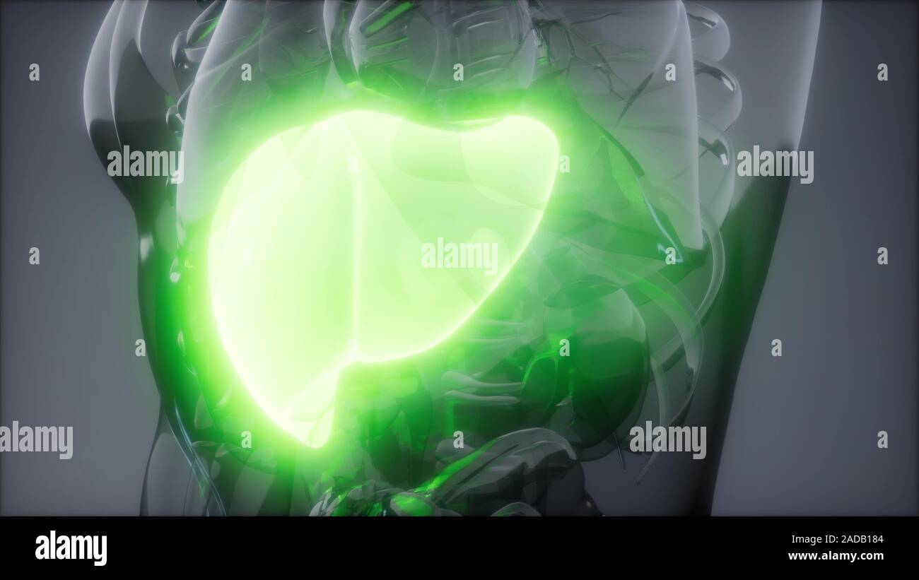 Human Liver Radiology Exam Stock Photo - Alamy