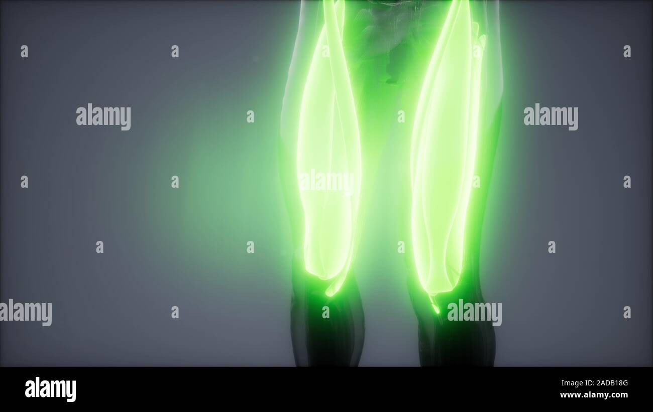 Thigh muscles anatomy hi-res stock photography and images - Alamy