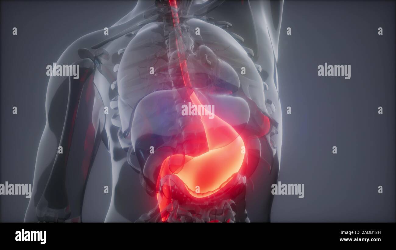 Gastrointestinal radiology hi-res stock photography and images - Alamy