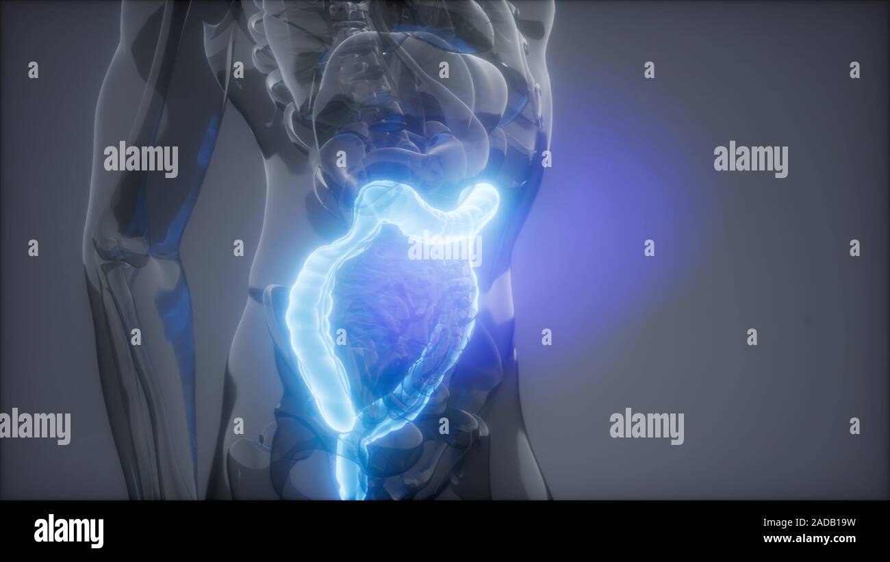 Gastrointestinal medical animation hi-res stock photography and images ...