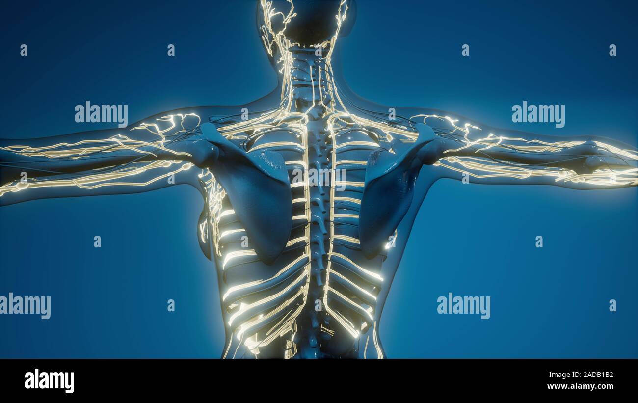 Blood Vessels of Human Body Stock Photo - Alamy